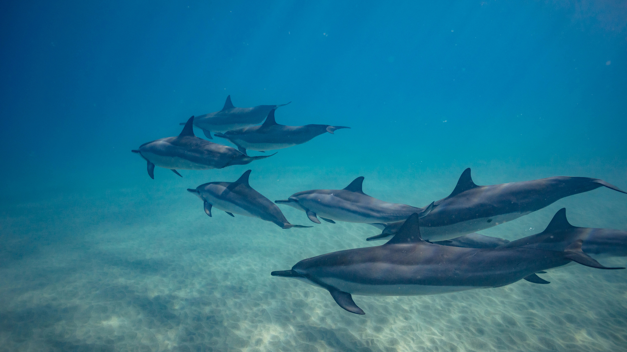 To find out the age of dolphins, ask their poop | Popular Science