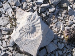11 US National Parks where you can find fossils | Popular Science