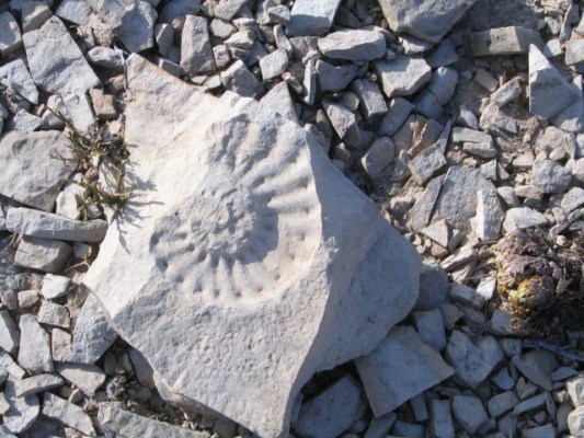 11 US National Parks where you can find fossils | Popular Science