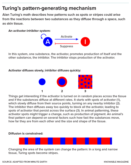 How do animals get their spots and stripes? A Turing mechanism holds ...
