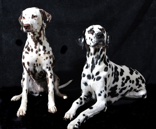 How do animals get their spots and stripes? A Turing mechanism holds ...