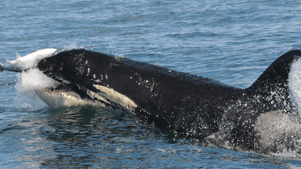 Orcas only need one breath between dives | Popular Science