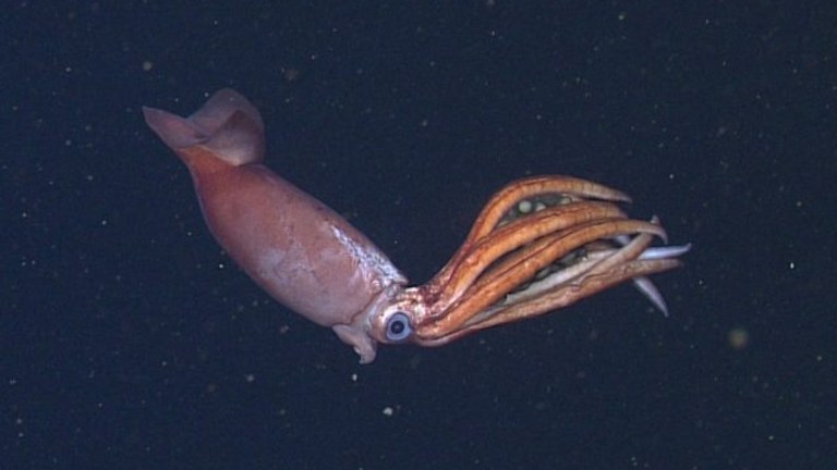Watch the mesmerizing first-ever footage of a rare Antarctic squid ...
