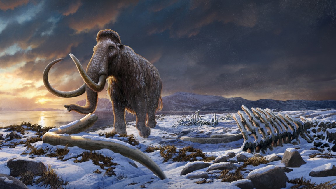The last woolly mammoths were impressively inbred—but that’s not what ...