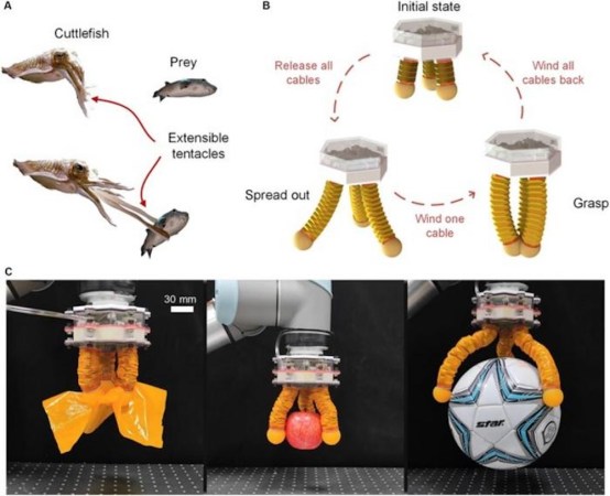 Cuttlefish tentacles and origami inspired a new robotic claw | Popular Science