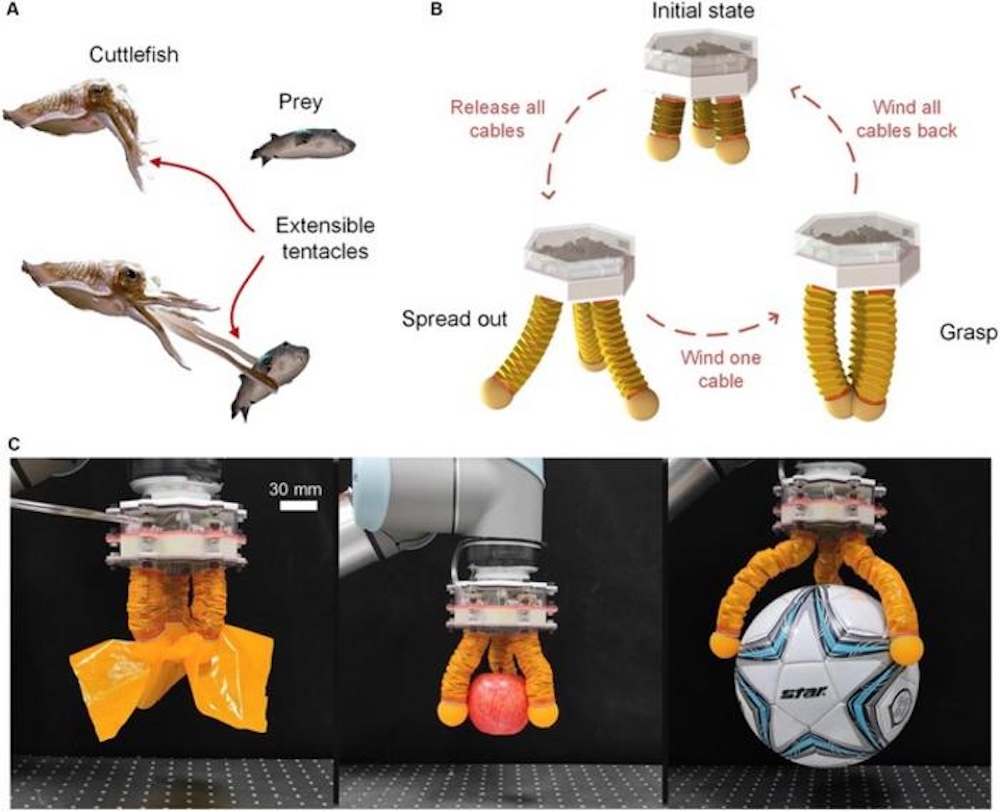 Cuttlefish tentacles and origami inspired a new robotic claw | Popular Science