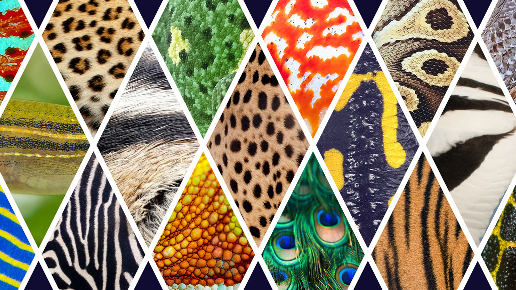 How do animals get their spots and stripes? A Turing mechanism holds clues to patterns | Popular ...