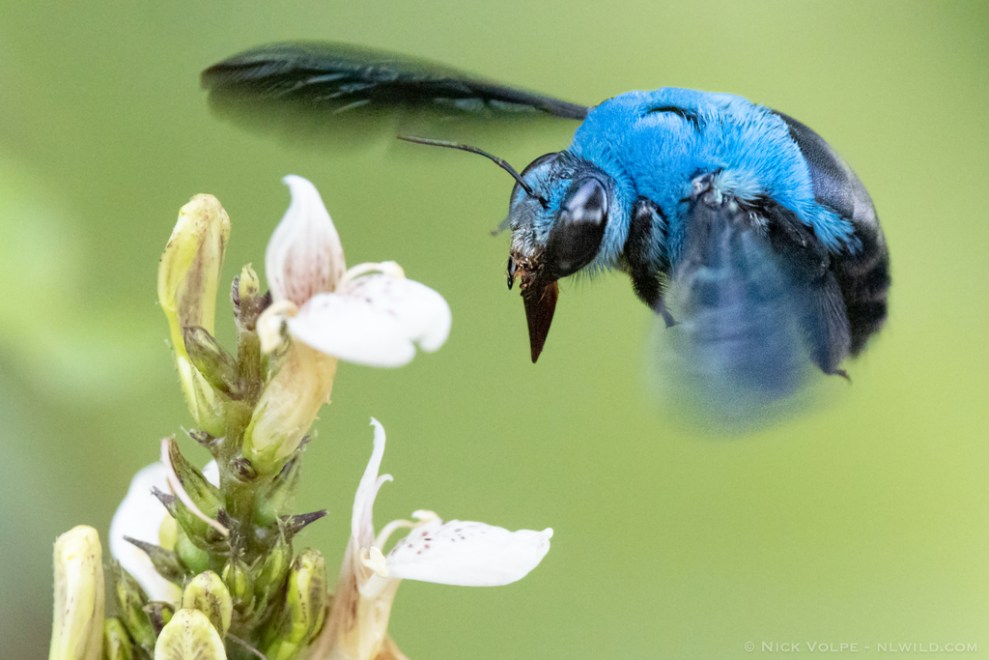 Why blue animals are so rare in nature | Popular Science