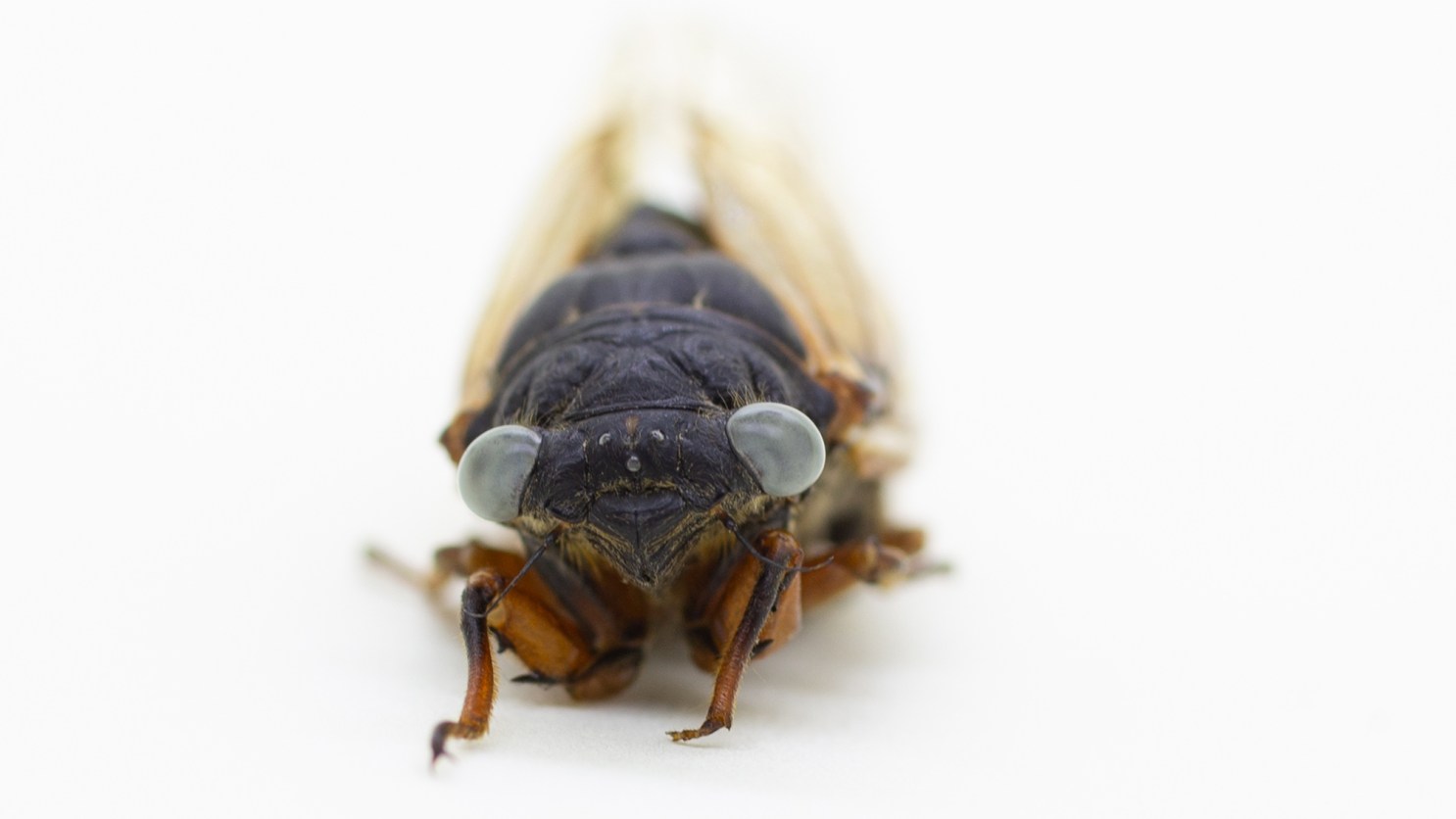 A ‘one-in-a-million’ blue-eyed cicada spotted by 4-year-old child ...