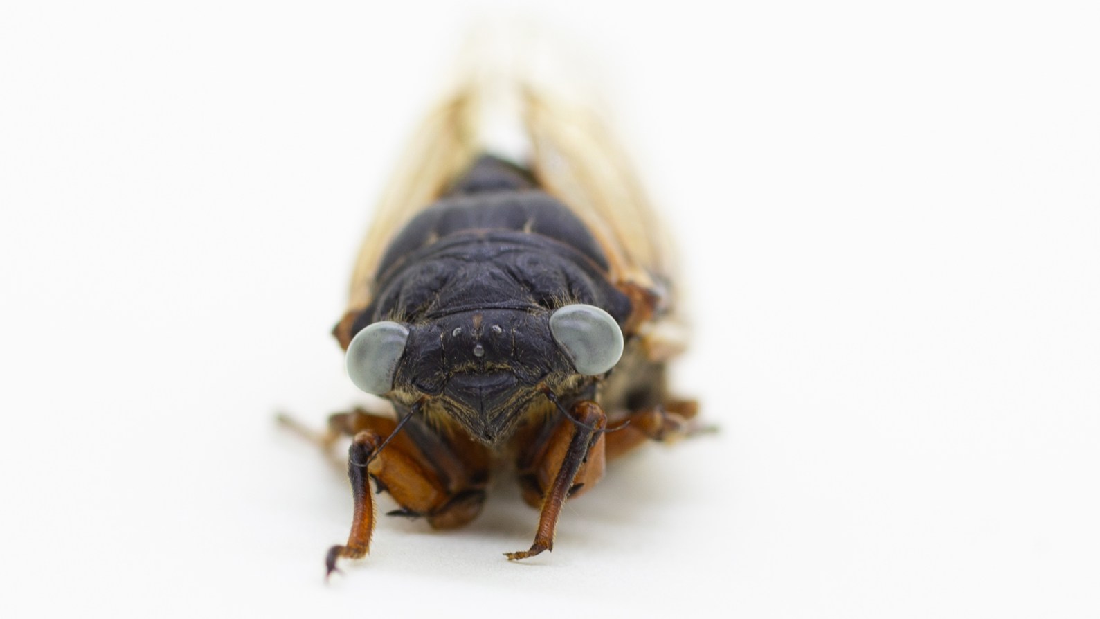 A ‘one-in-a-million’ blue-eyed cicada spotted by 4-year-old child ...