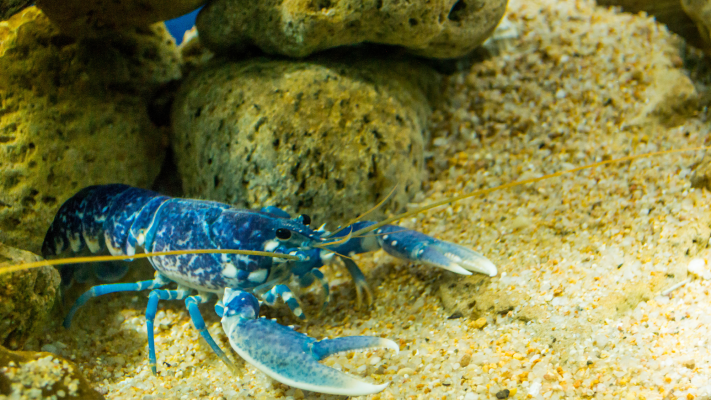 A super rare, blue lobster escapes the dinner plate | Popular Science