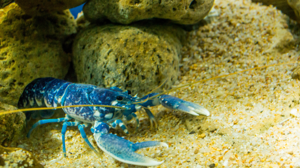Why blue animals are so rare in nature | Popular Science
