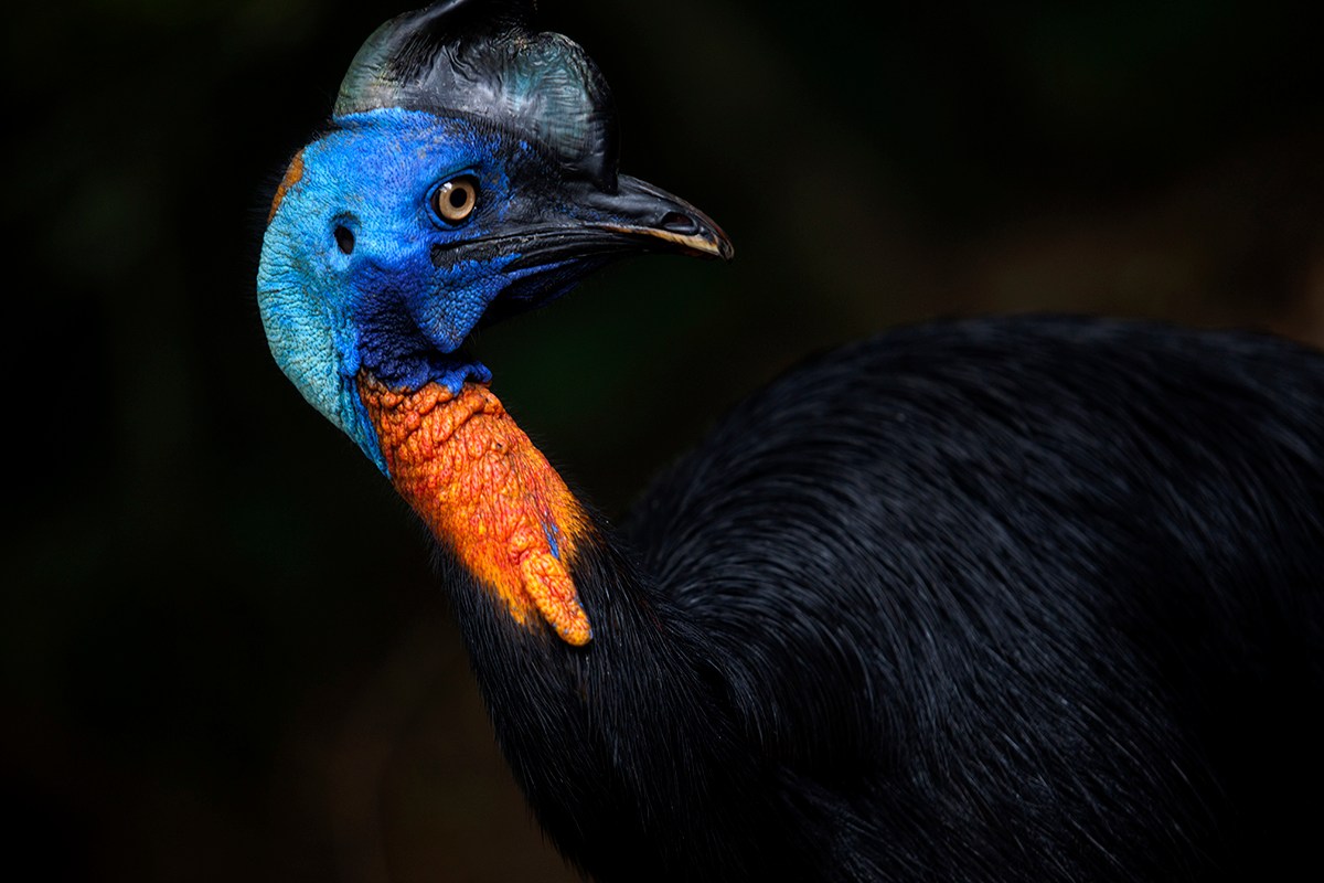 The world's most dangerous bird is at risk of extinction | Popular Science