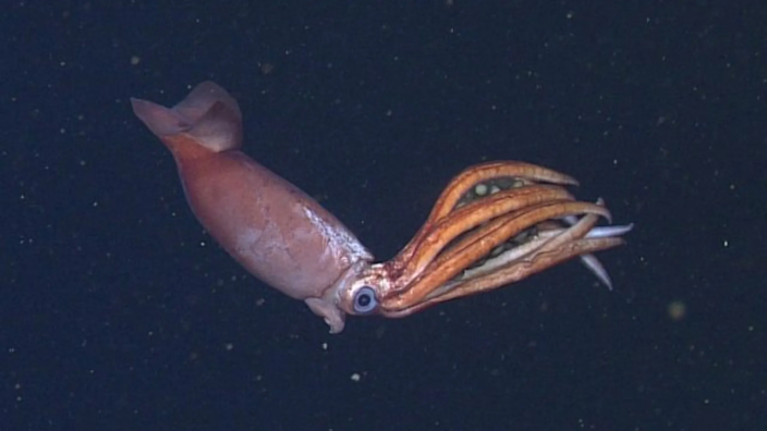 Incredible footage shows new squid species tending to enormous eggs ...