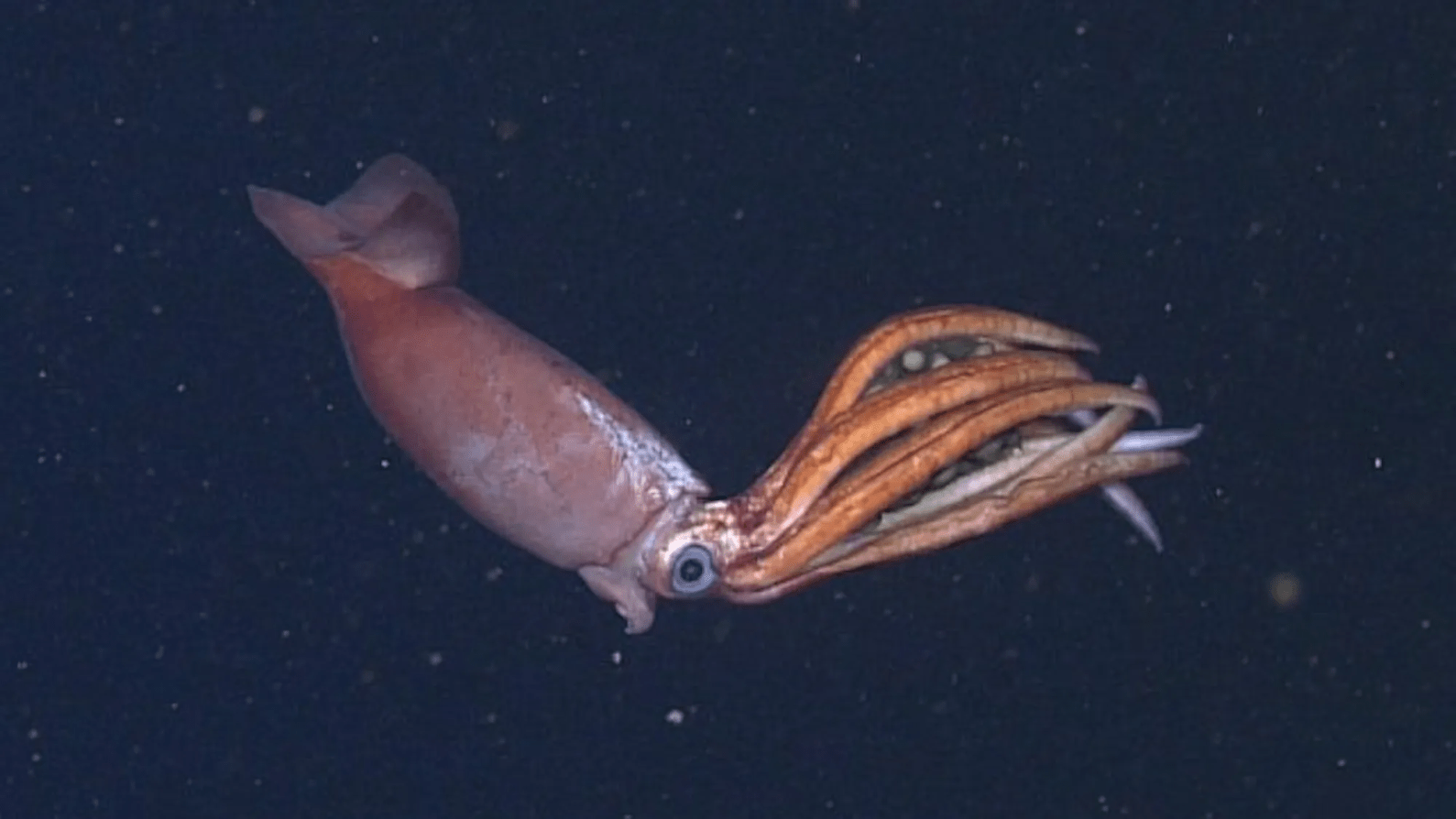 Incredible footage shows new squid species tending to enormous eggs ...