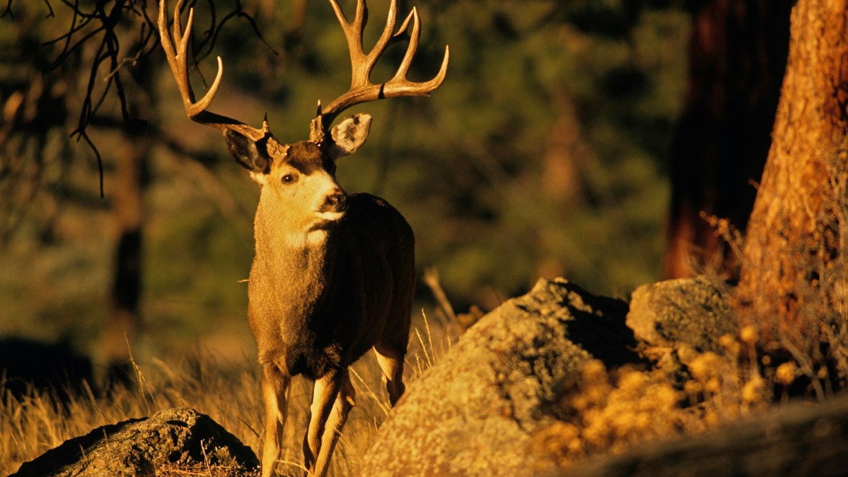 As ‘zombie’ deer disease spreads, scientists look for answers | Popular ...