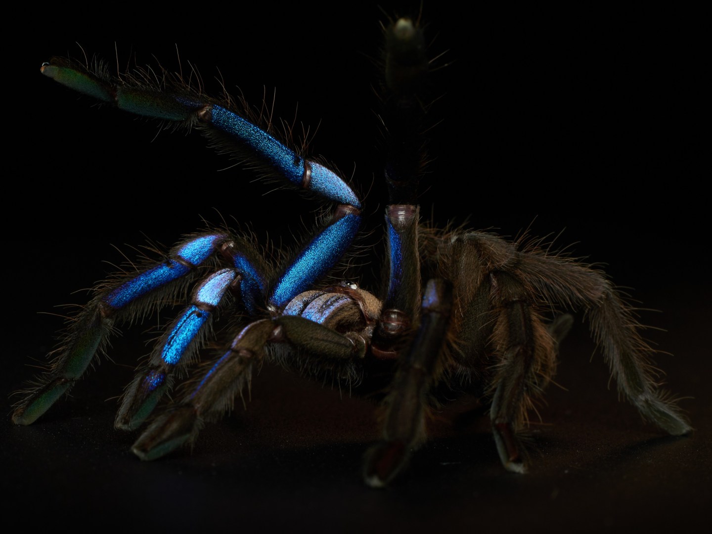 Why blue animals are so rare in nature | Popular Science