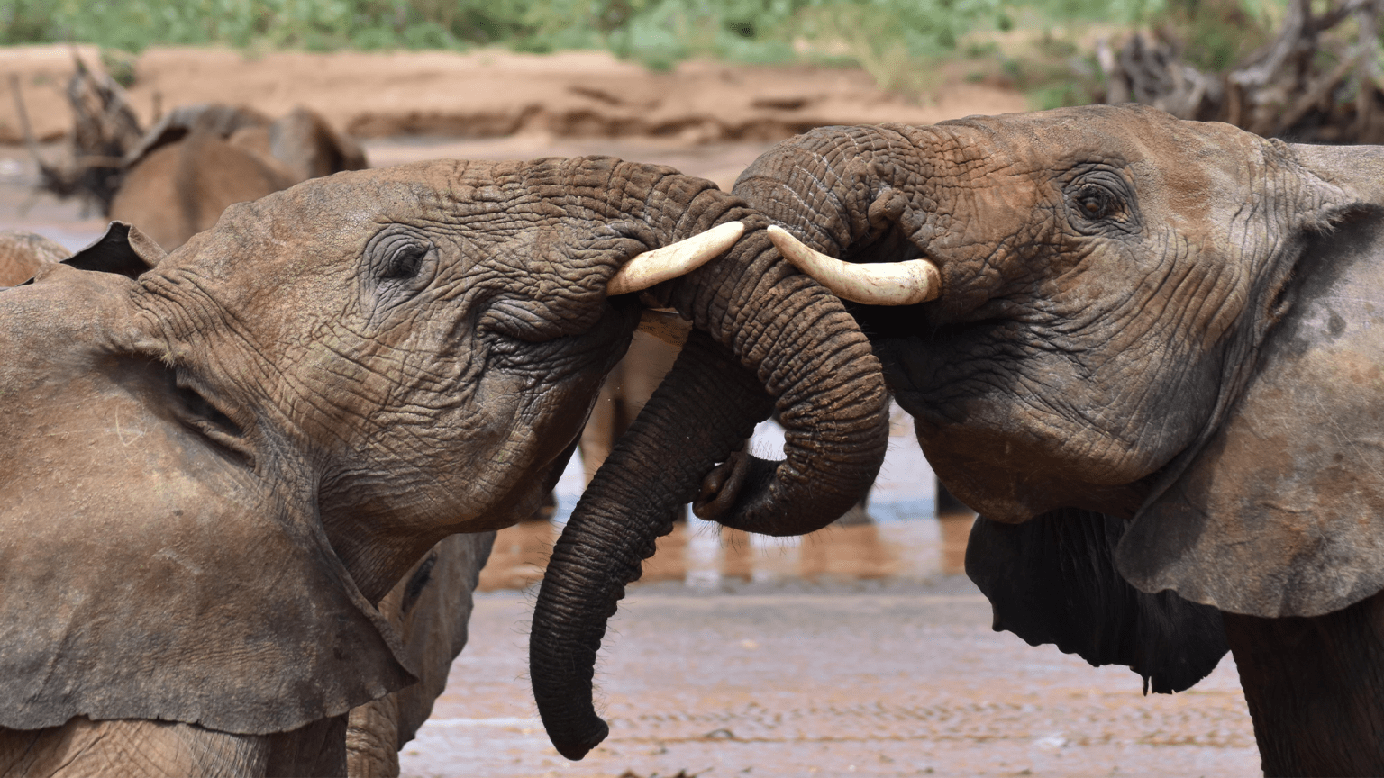 Expressive elephants use gestures and vocal cues to communicate ...