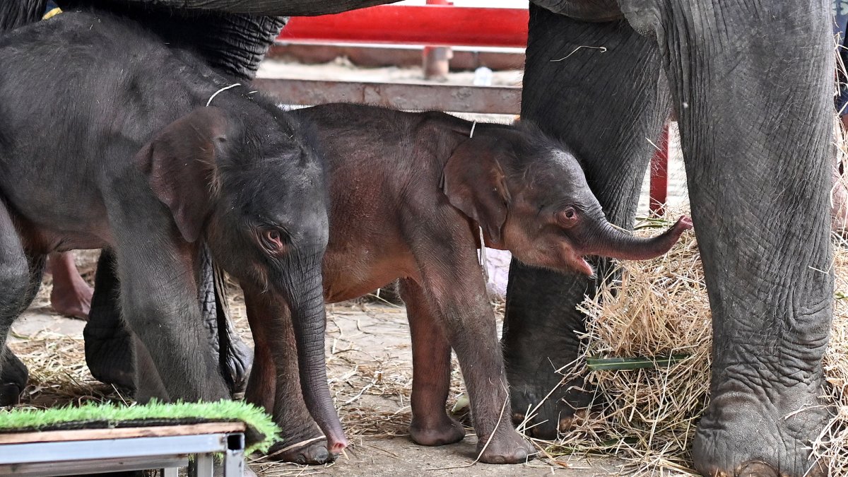 Set of rare elephant twins born in Thailand | Popular Science