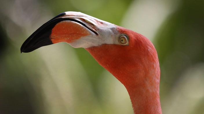 Flamingos conjure 'water tornadoes' to trap their prey | Popular Science