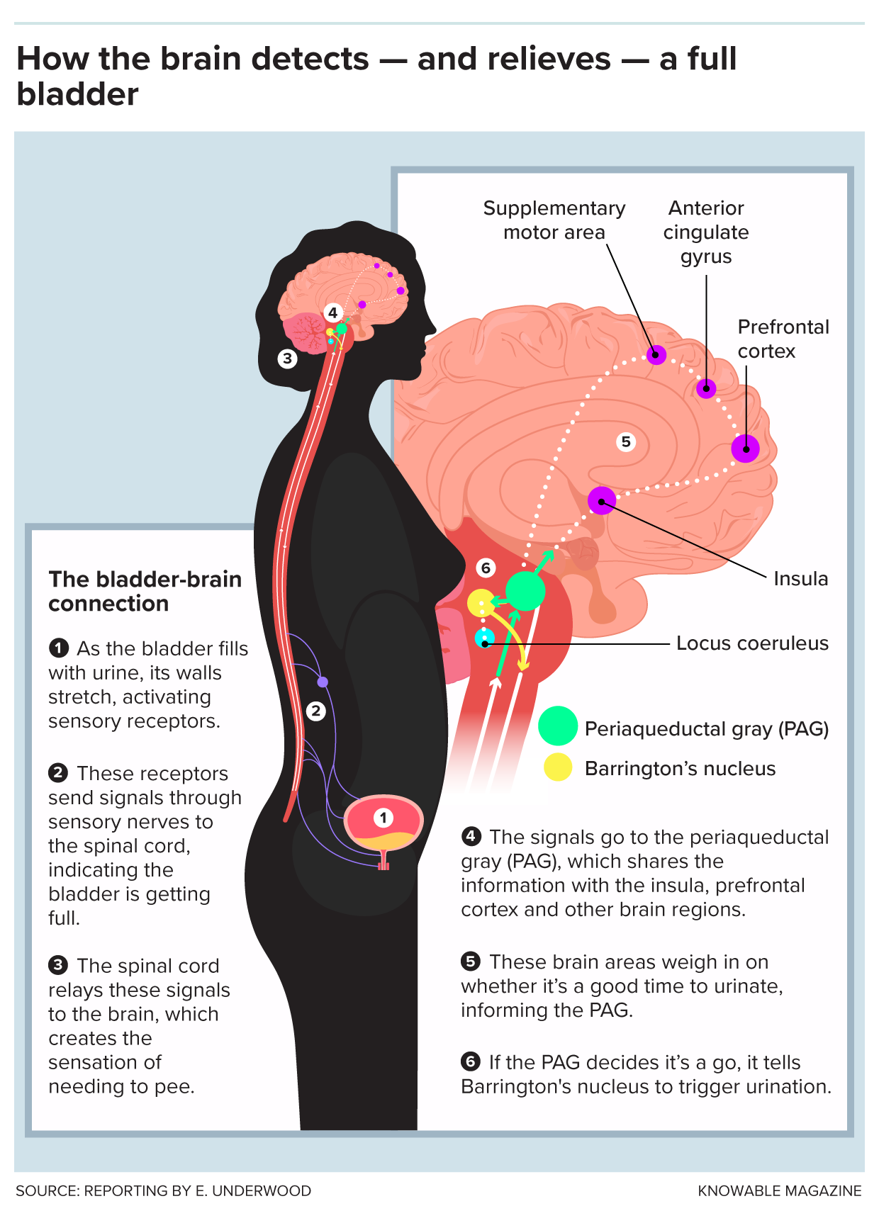 To pee or not to pee? That is a question for the bladder—and the brain ...