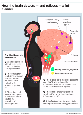 To pee or not to pee? That is a question for the bladder—and the brain ...