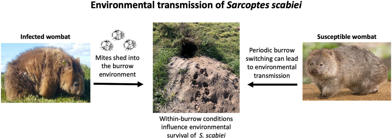 Inside the secret lives of wombats | Popular Science
