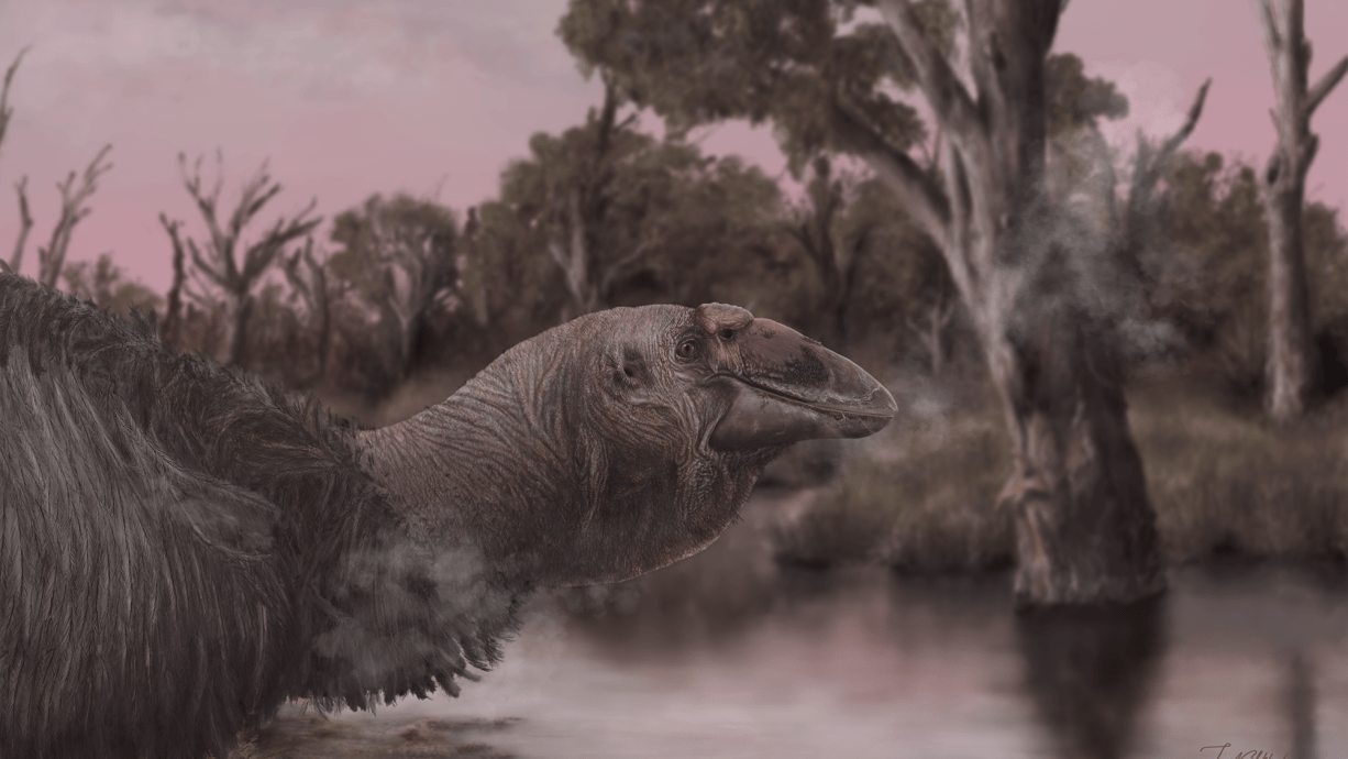 Giant 500-pound geese once honked around the Australian outback ...