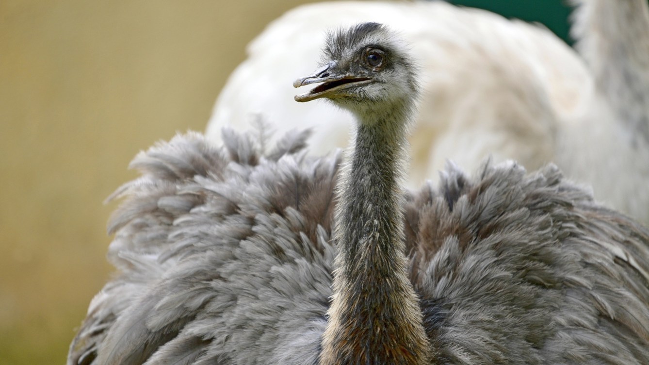 8 animal fathers that take care of their eggs | Popular Science
