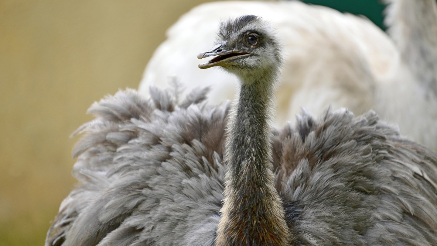 8 animal fathers that take care of their eggs | Popular Science