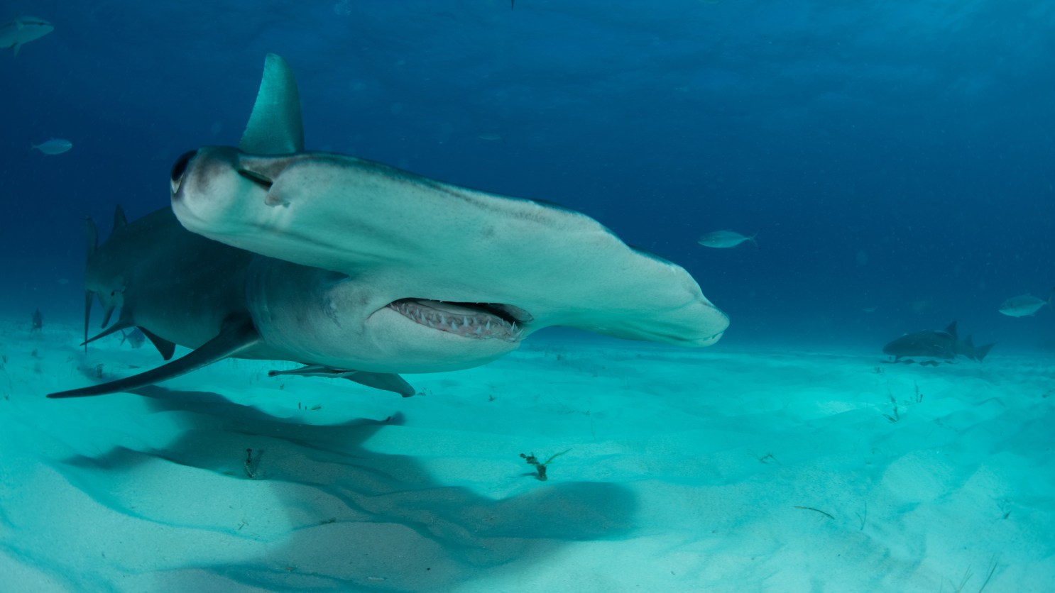 You (Probably) Don't Have To Worry About Two-Headed Shark Attacks