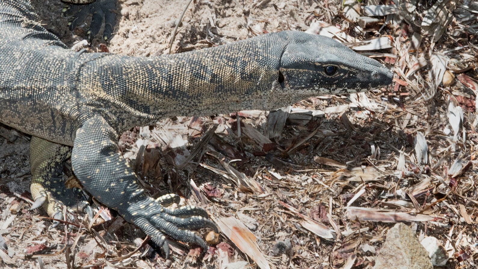 Giant lizards could keep flesh-eating maggots off Australia's sheep ...