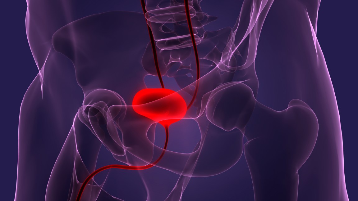 To pee or not to pee? That is a question for the bladder—and the brain ...