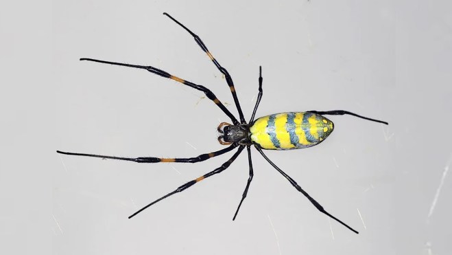Spider glue might evolve faster than its makers | Popular Science