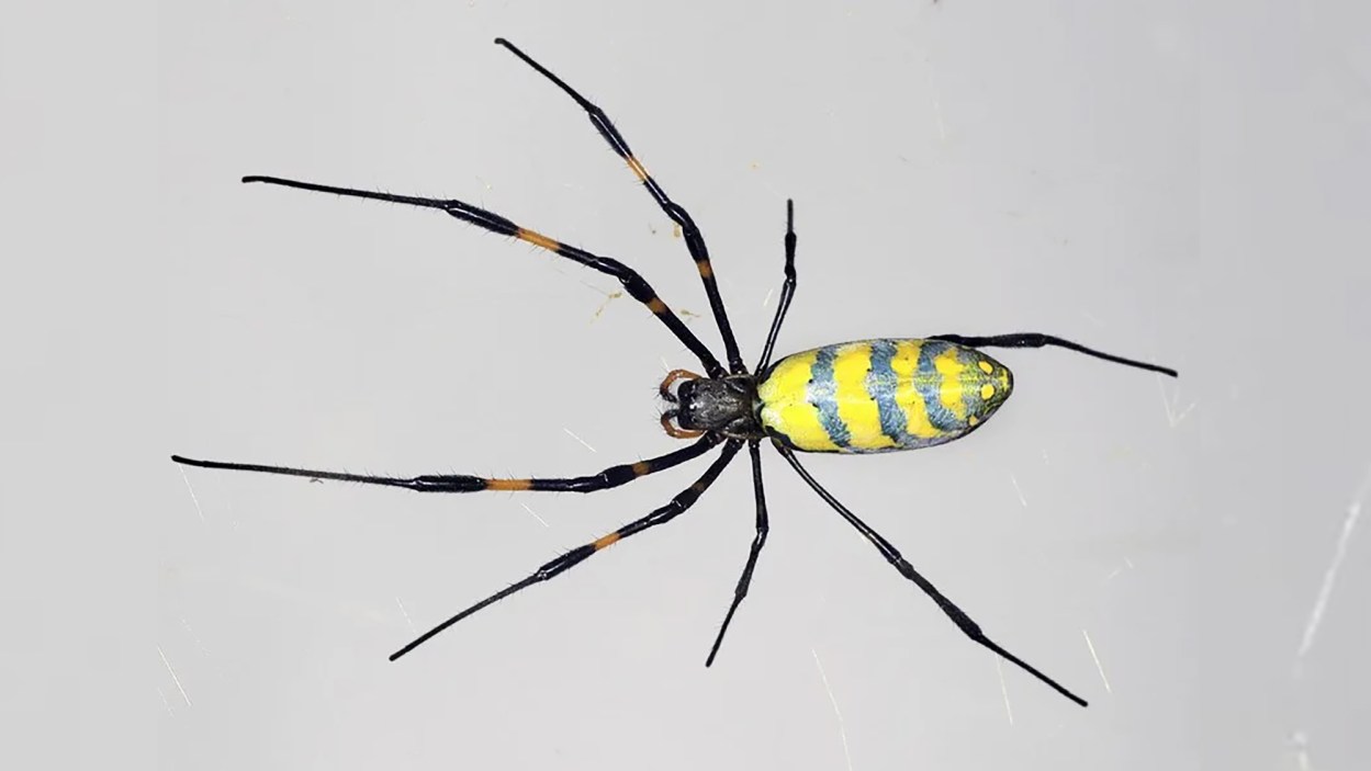 No, 'flying' venomous spiders are not coming for you this summer ...