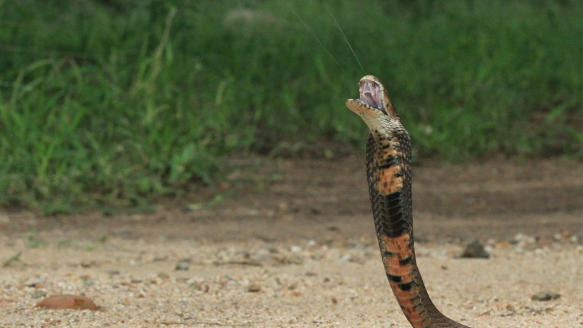 Red Spitting Cobra Skeleton