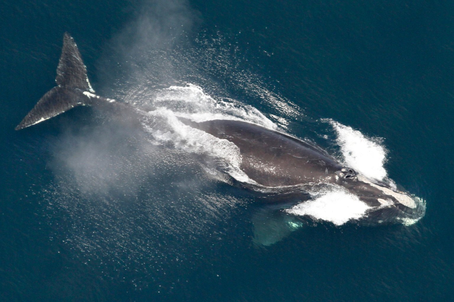 Dozens of rare, endangered whales spotted off the coast of Martha’s ...