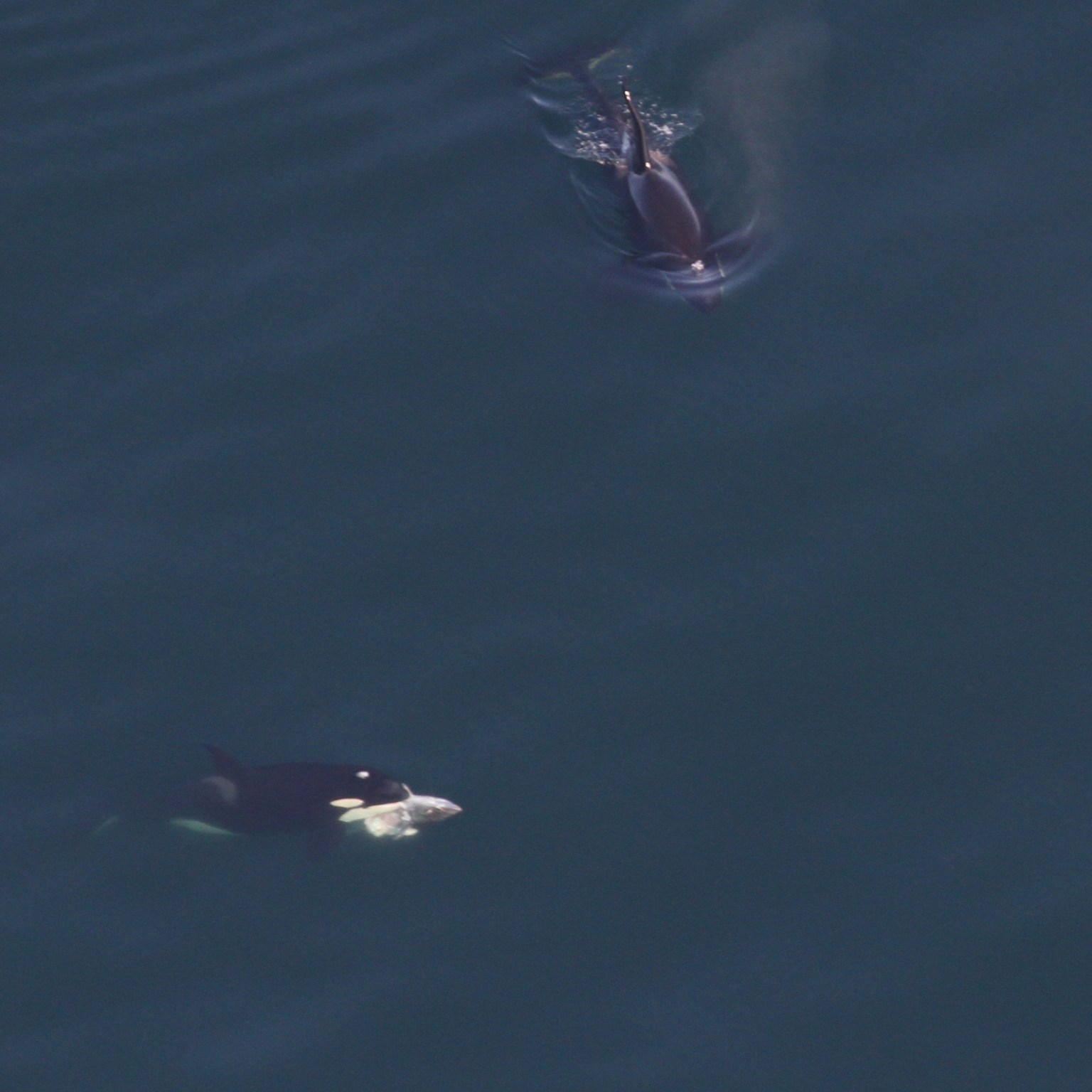 Dozens of rare, endangered whales spotted off the coast of Martha’s ...