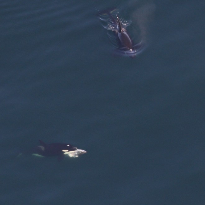 Dozens of rare, endangered whales spotted off the coast of Martha’s ...