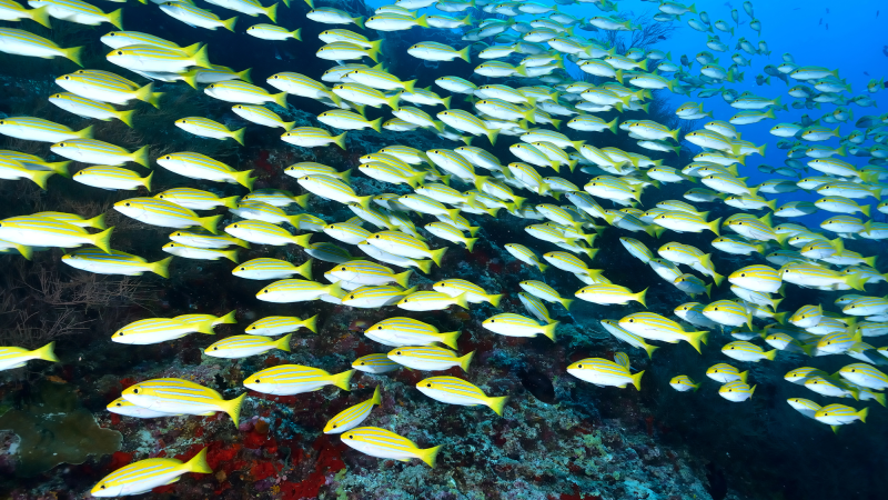 Fish swimming together fare better in turbulent waters | Popular Science