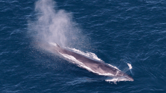 Dozens of rare, endangered whales spotted off the coast of Martha’s ...
