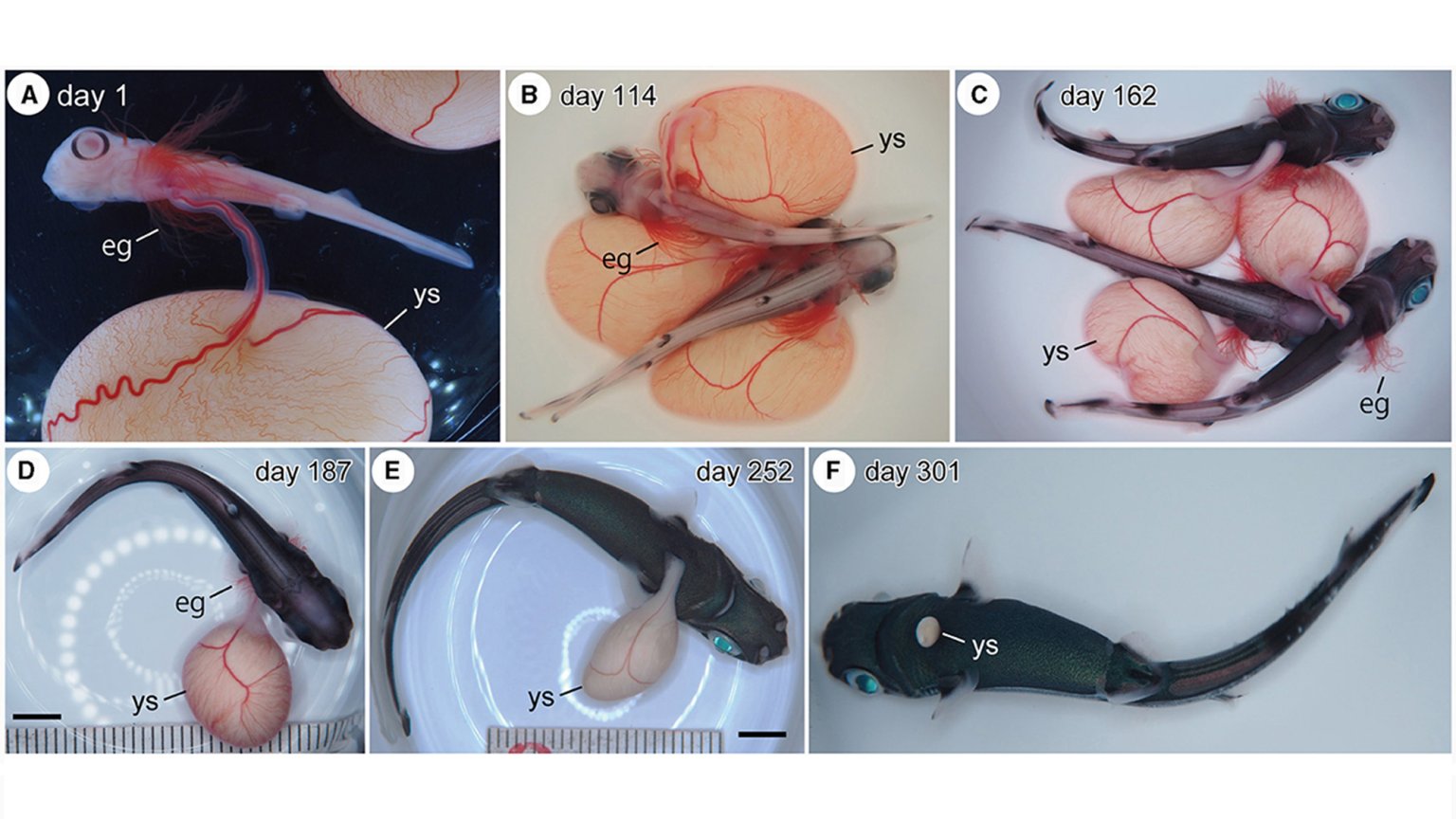Scientists built an artificial shark uterus | Popular Science