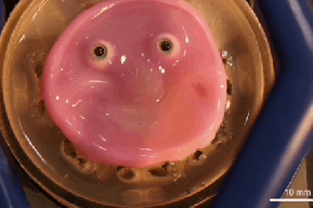 Lab-grown, self-healing human skin designed to cover robot faces ...