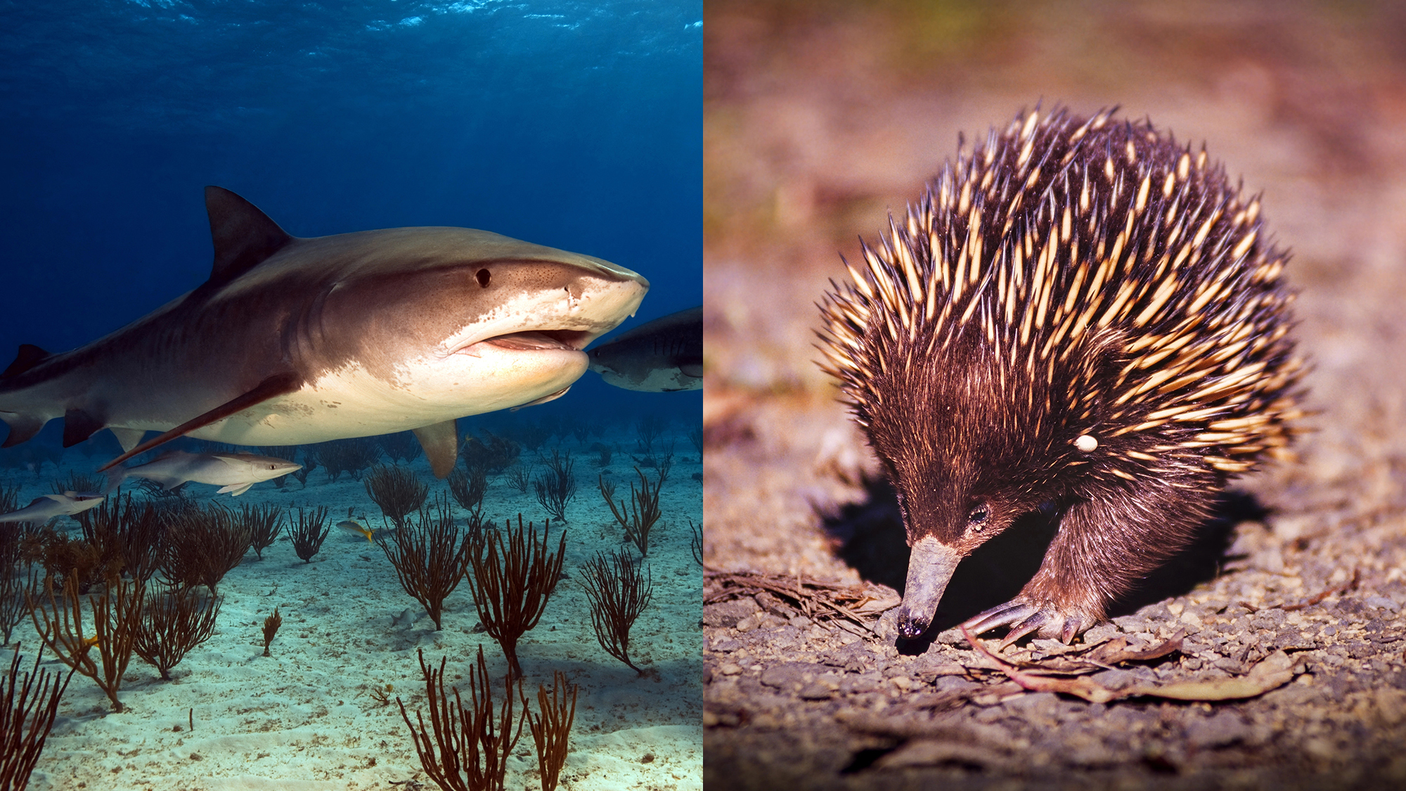 Unlucky shark vomits up hedgehog-like animal, shocks scientists ...