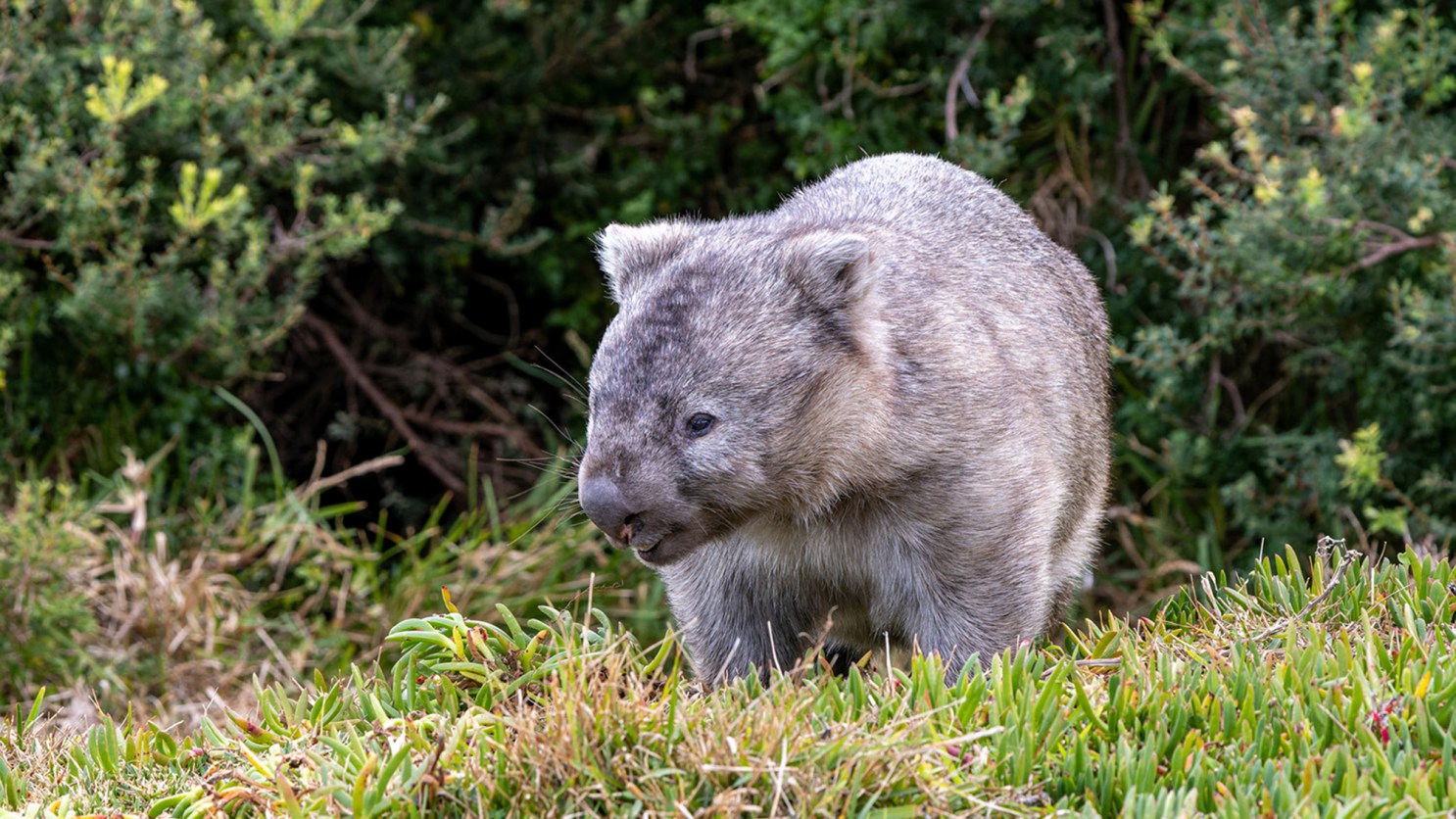 Can wombats kill with their butts? We found the hard truth. | Popular ...