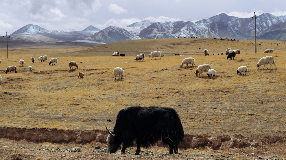 Bronze Age nomads used cauldrons for blood sausage and yak milk ...