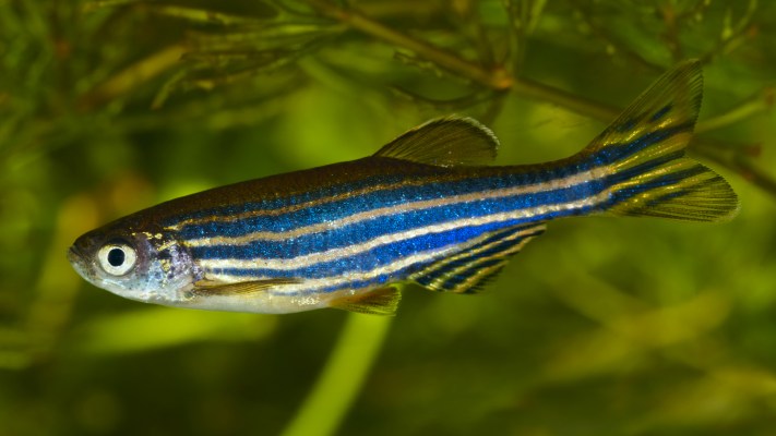 Why do we send so many fish to space? | Popular Science