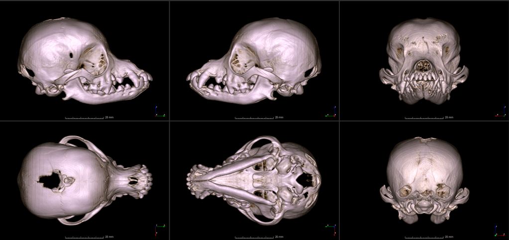 What does a pug skull look like? University digitizes skulls of 152 dog ...