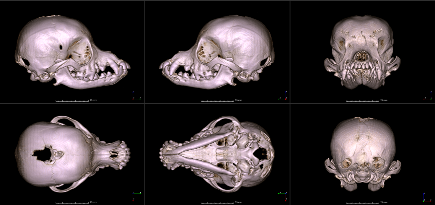 What does a pug skull look like? University digitizes skulls of 152 dog ...