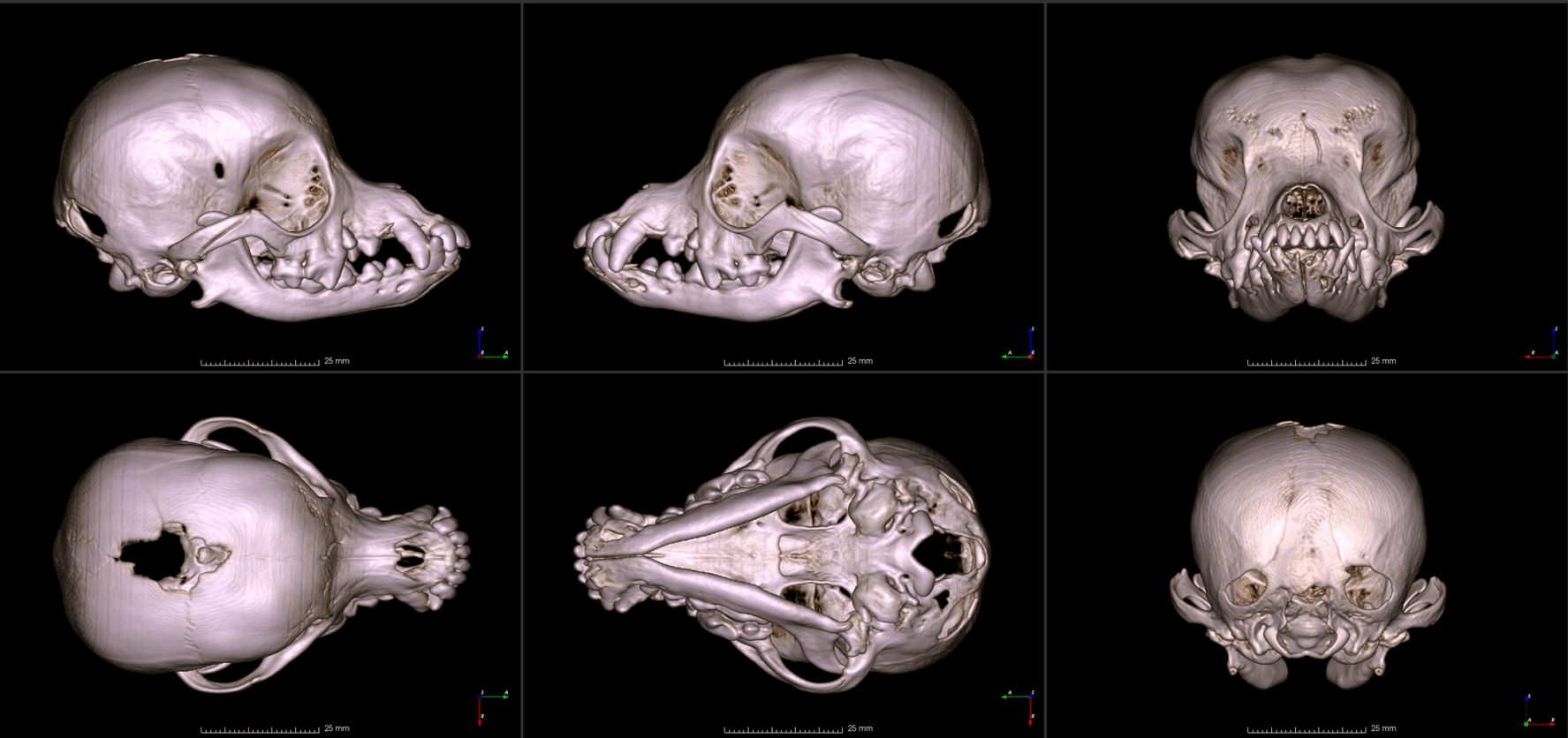 What does a pug skull look like? University digitizes skulls of 152 dog ...